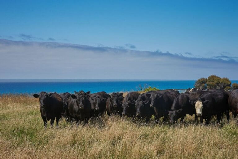 Pastoral Farming | Lansdowne Farm